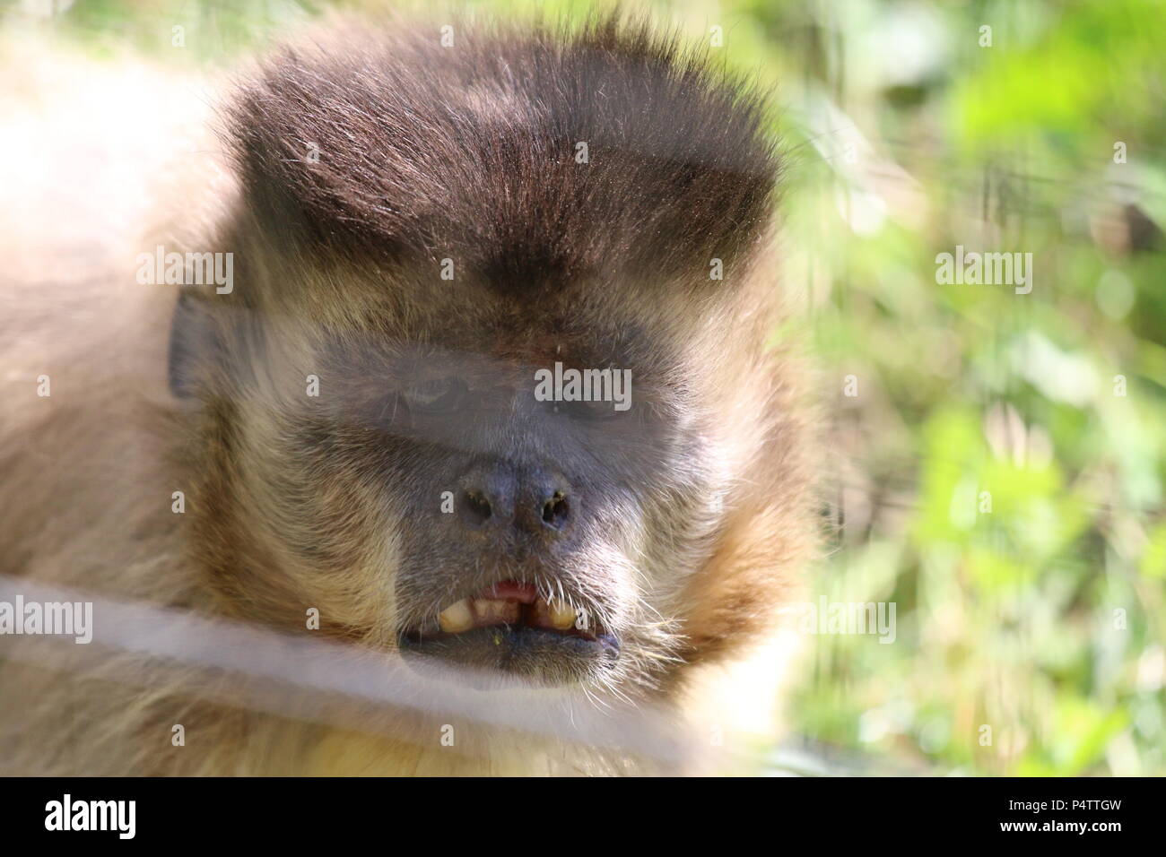 Brown Capuchin / tufted capuchin - Sapajus apella Stock Photo - Alamy