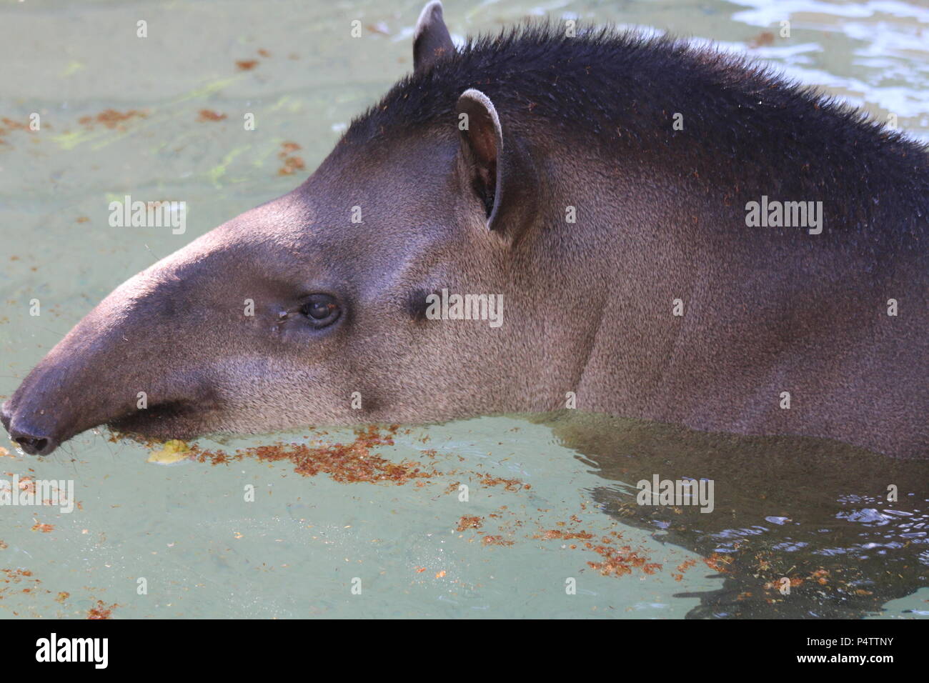 Tapir eating hi-res stock photography and images - Alamy