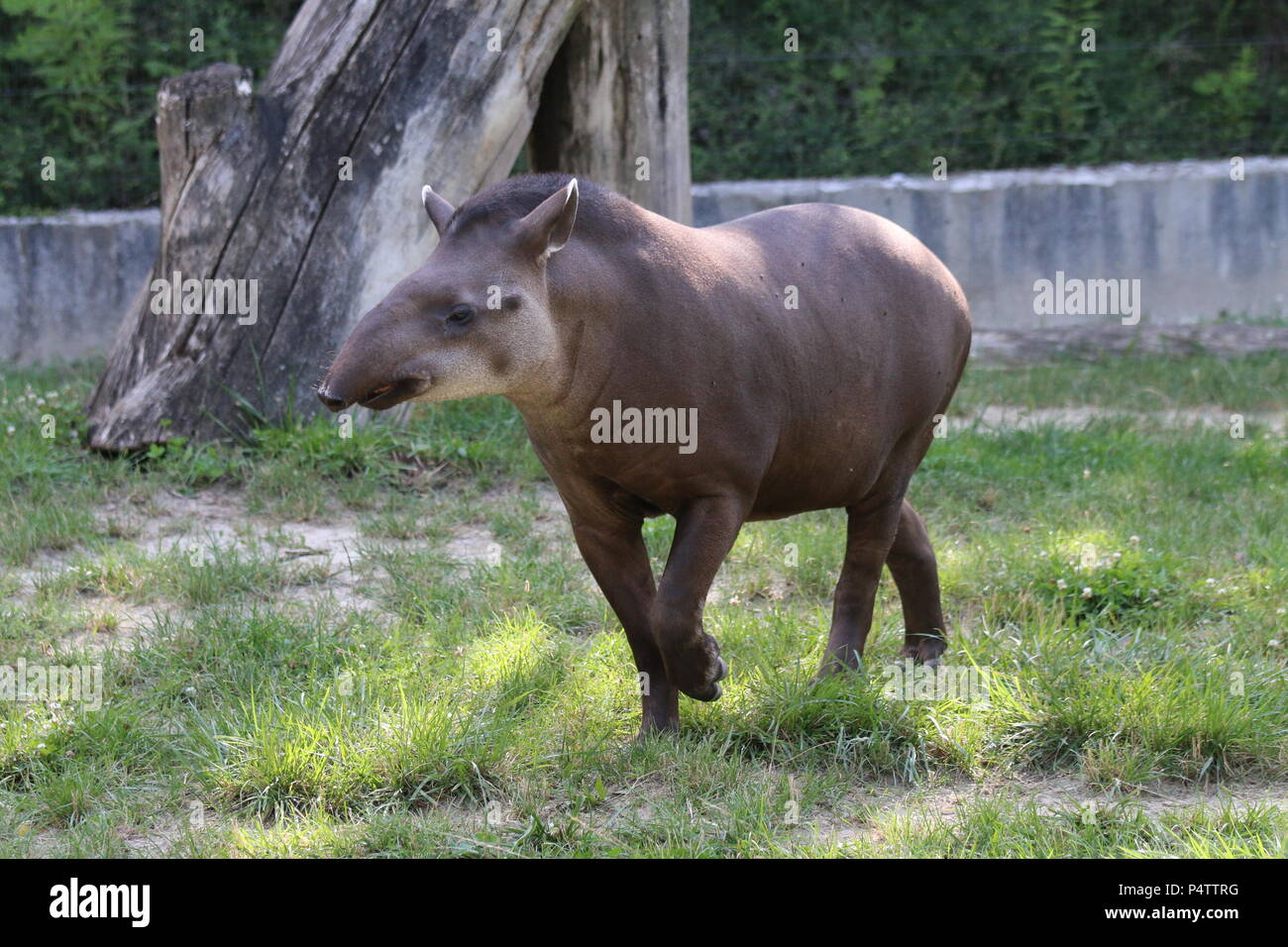 Big tapir hi-res stock photography and images - Alamy