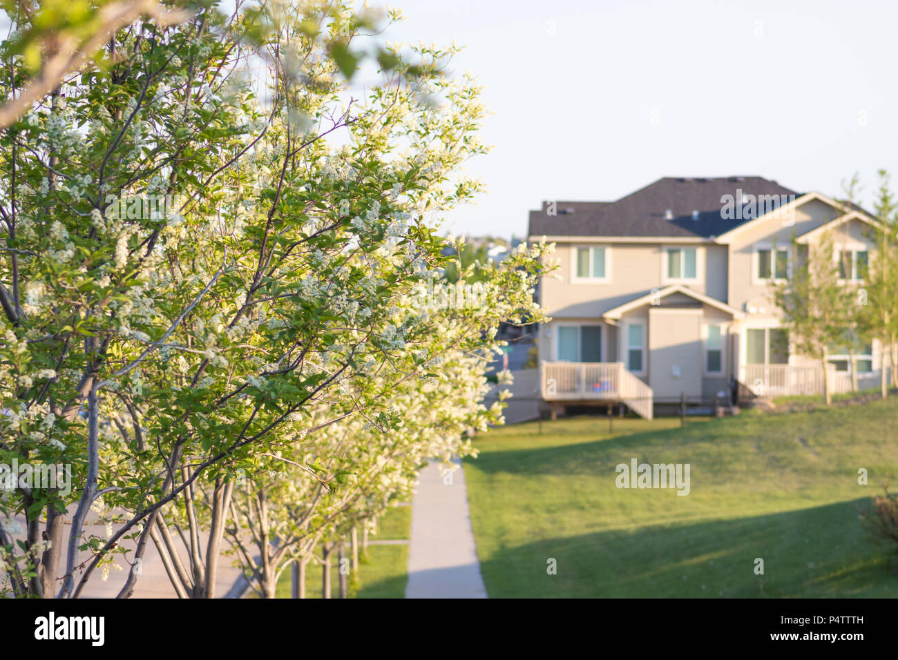 Flowering trees in suburban development Stock Photo - Alamy