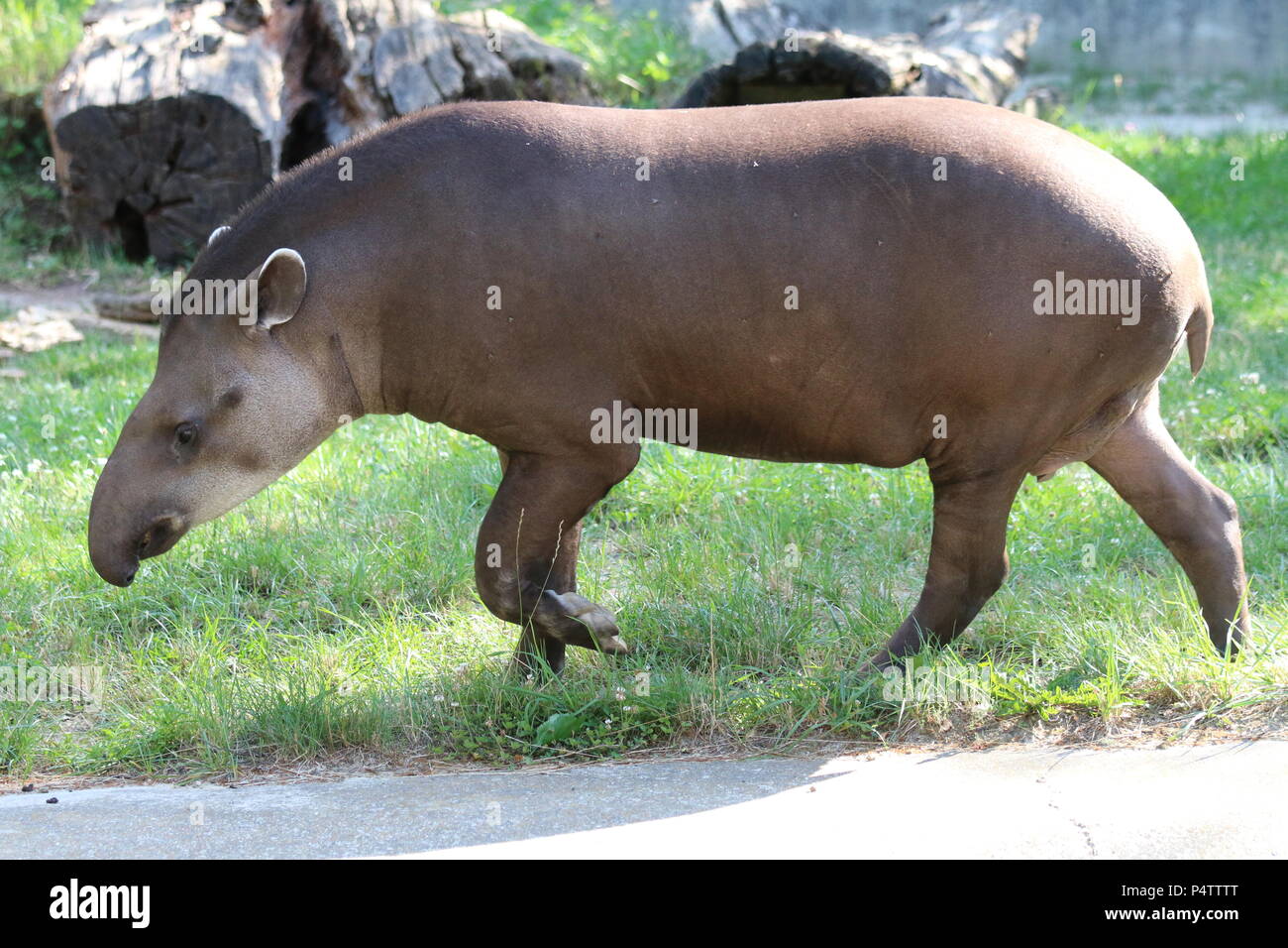 Big tapir hi-res stock photography and images - Alamy