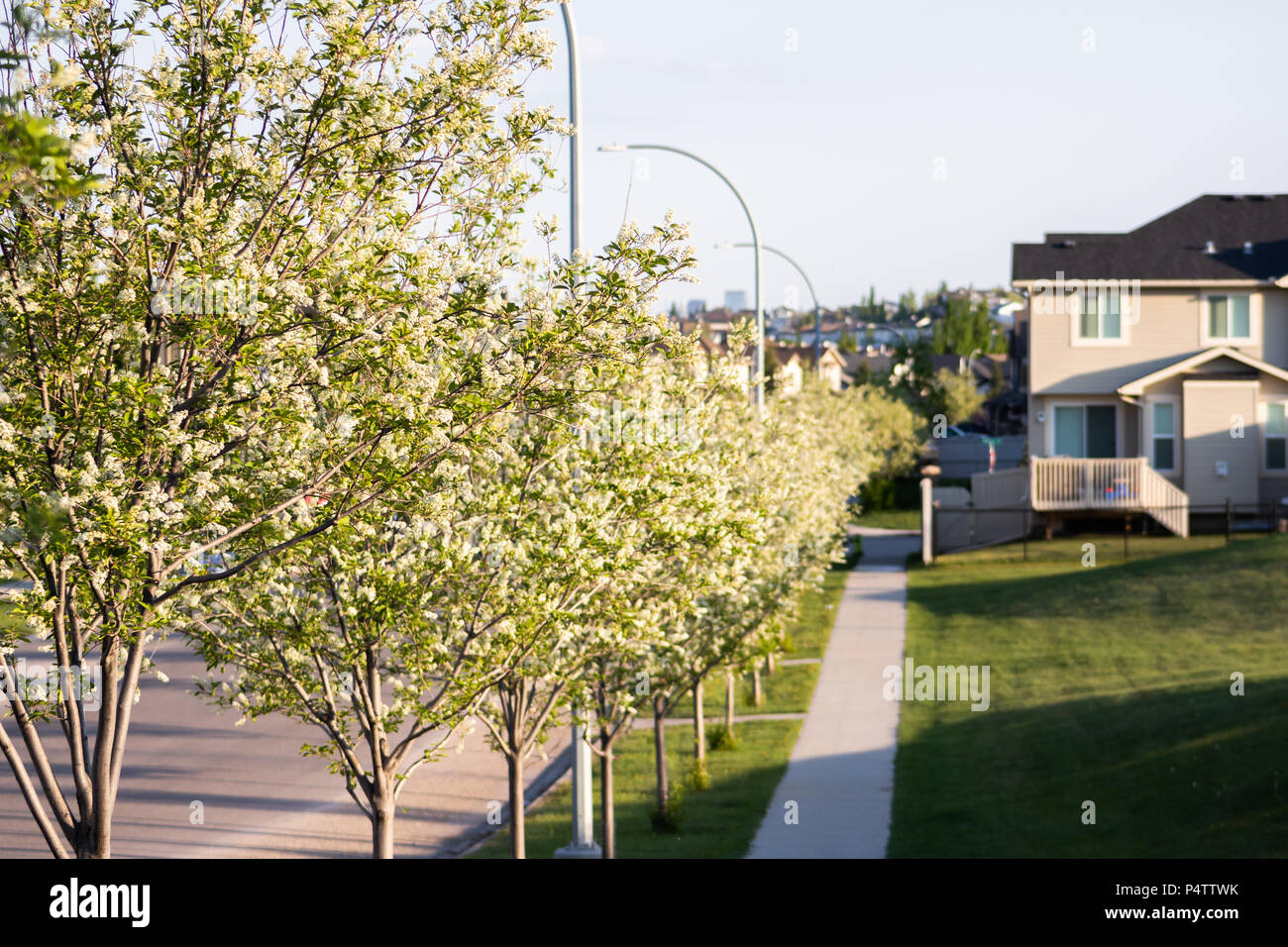 Flowering trees in suburban development Stock Photo - Alamy