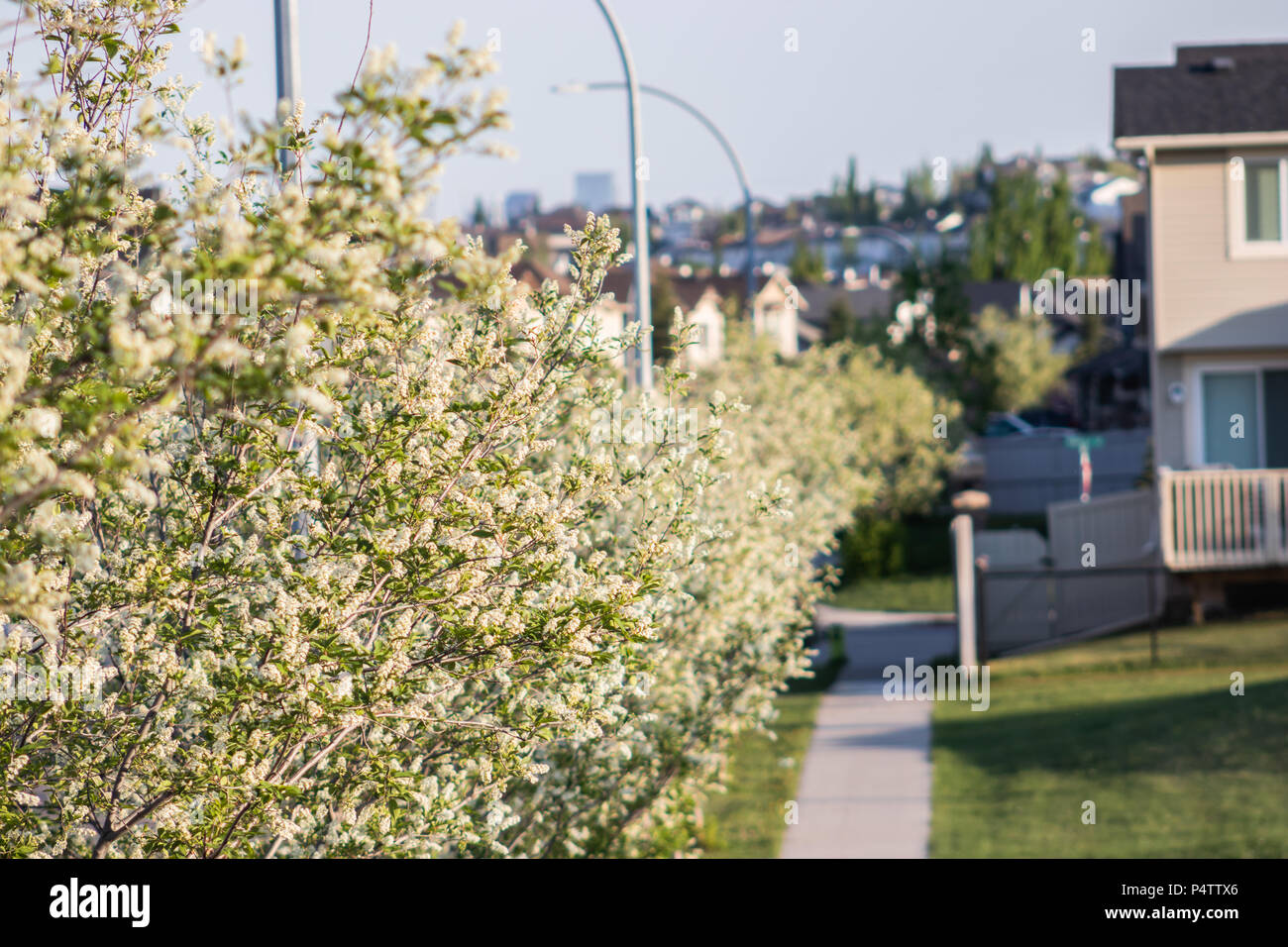 Flowering trees in suburban development Stock Photo - Alamy