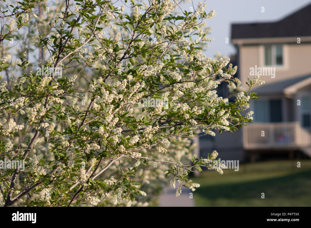 Flowering trees in suburban development Stock Photo - Alamy
