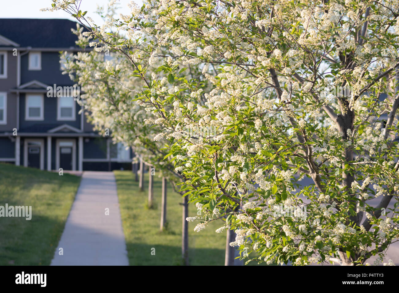 Flowering trees in suburban development Stock Photo - Alamy