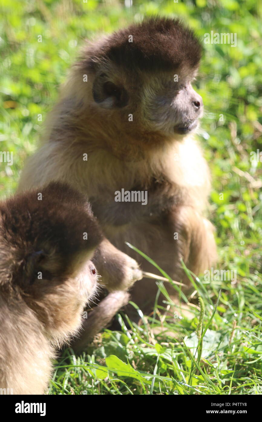 Brown Capuchin / tufted capuchin - Sapajus apella Stock Photo - Alamy