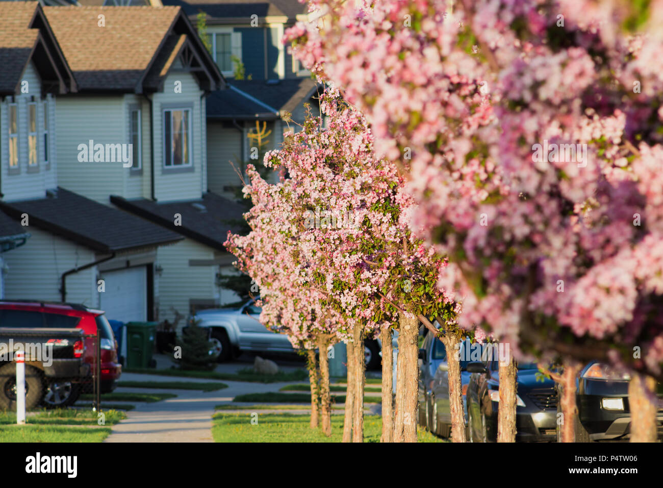 Flowering trees in suburban development Stock Photo - Alamy