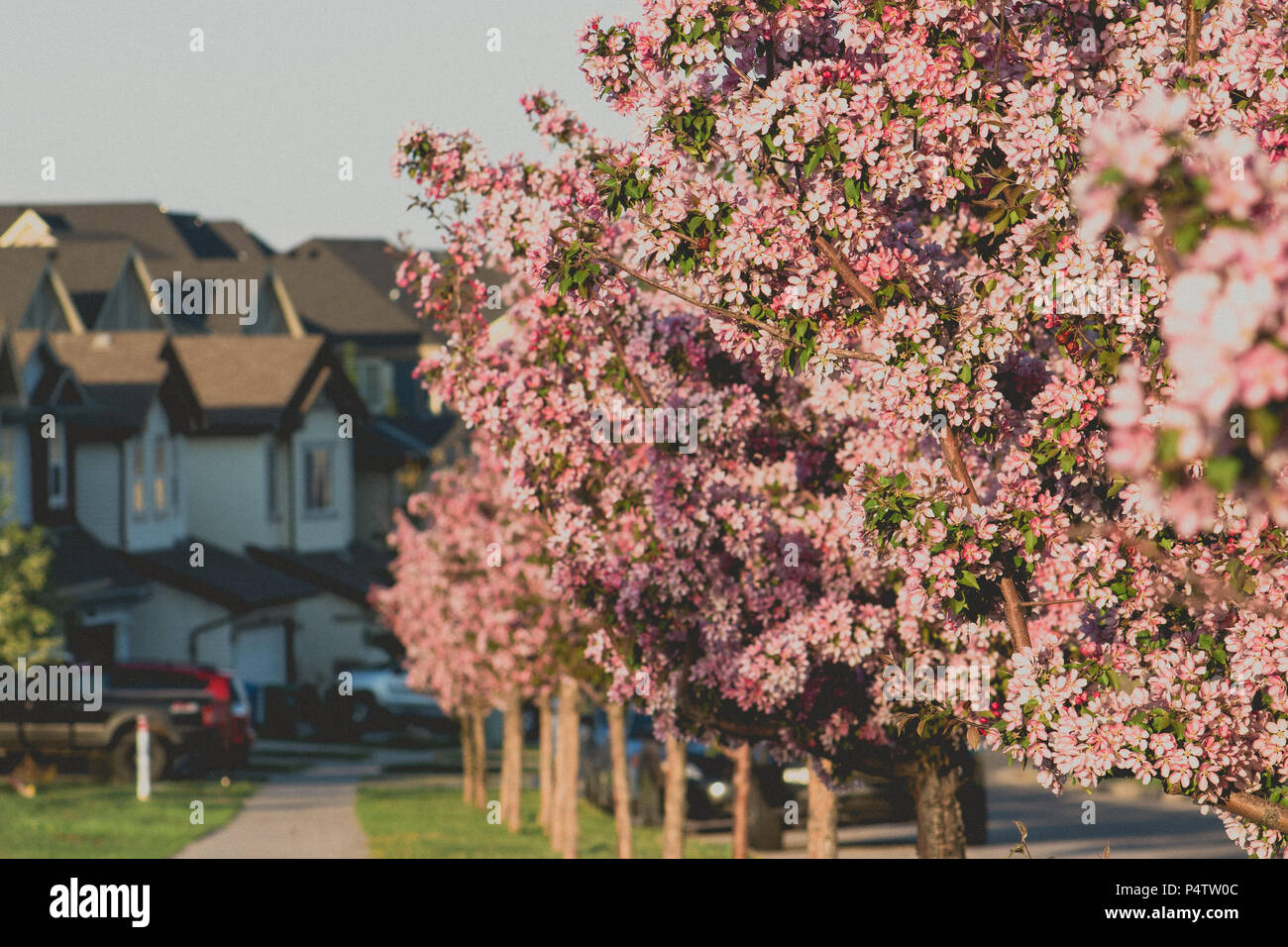 Flowering trees in suburban development Stock Photo - Alamy