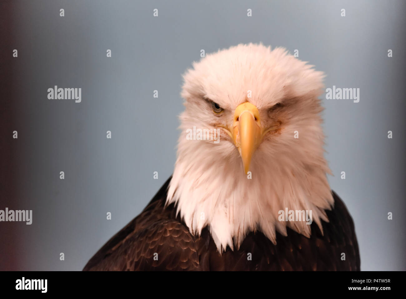 Lady Baltimore, the Eagle Stock Photo - Alamy