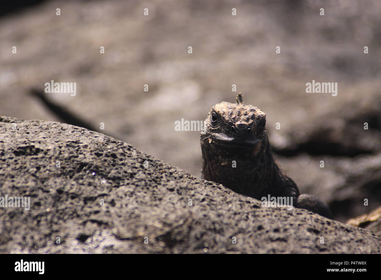 Galapagos Marine Iguana Hiding Behind a Rock Stock Photo - Alamy