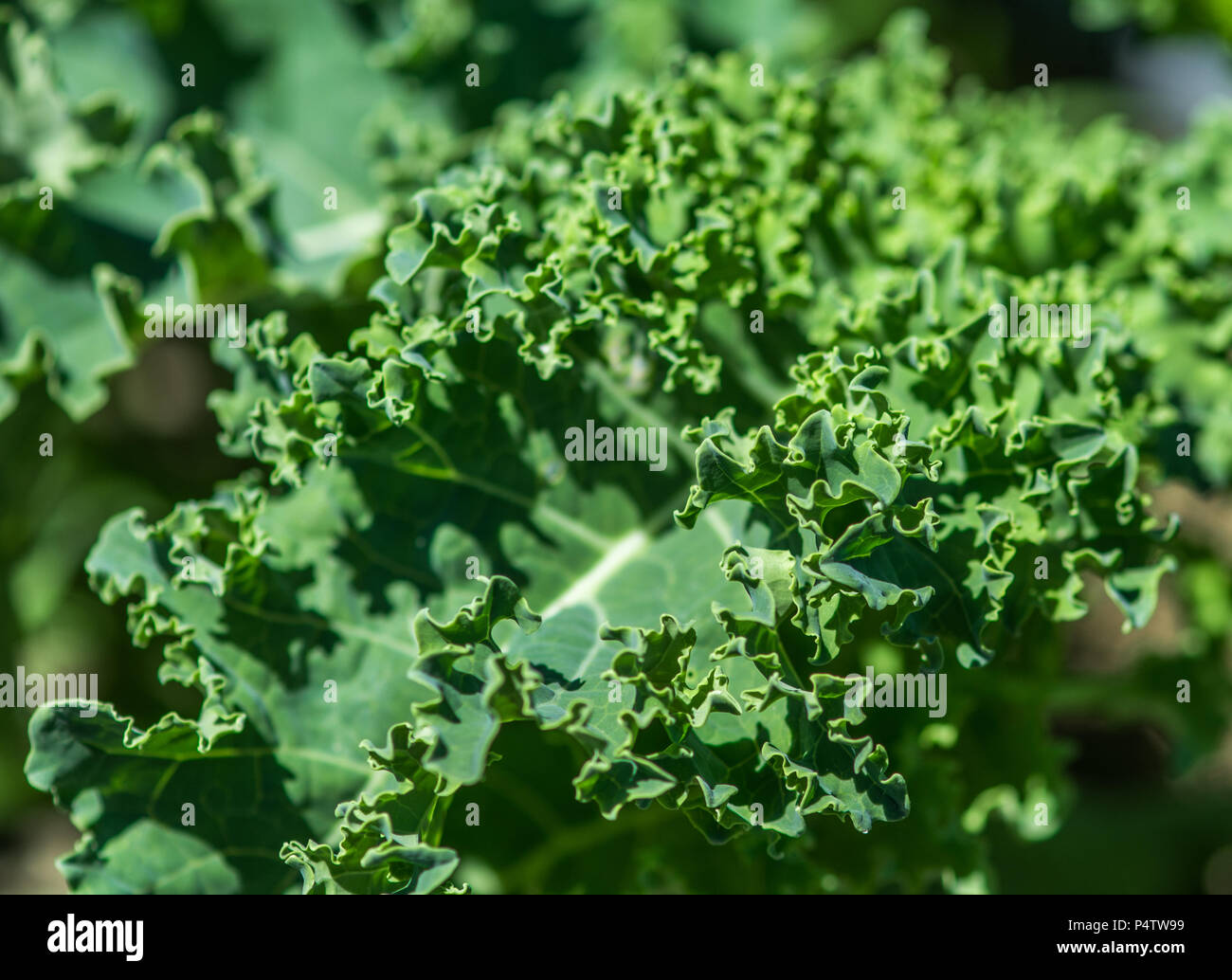 Organic Kale Growing Up Under Bright June Sun Stock Photo - Alamy