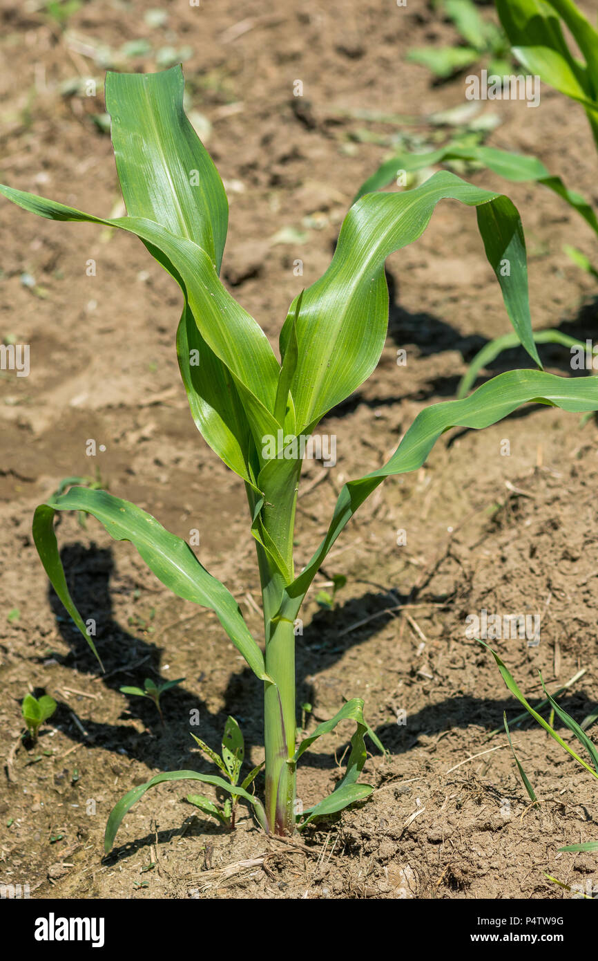 Germination Corn High Resolution Stock Photography and Images - Alamy