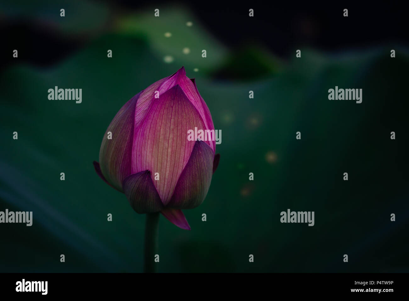 Abstract Lotus Flower Stock Photo - Alamy