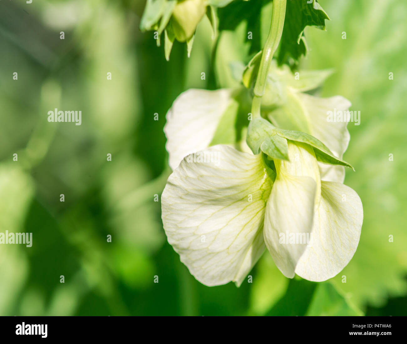 Canada field pea hi-res stock photography and images - Alamy
