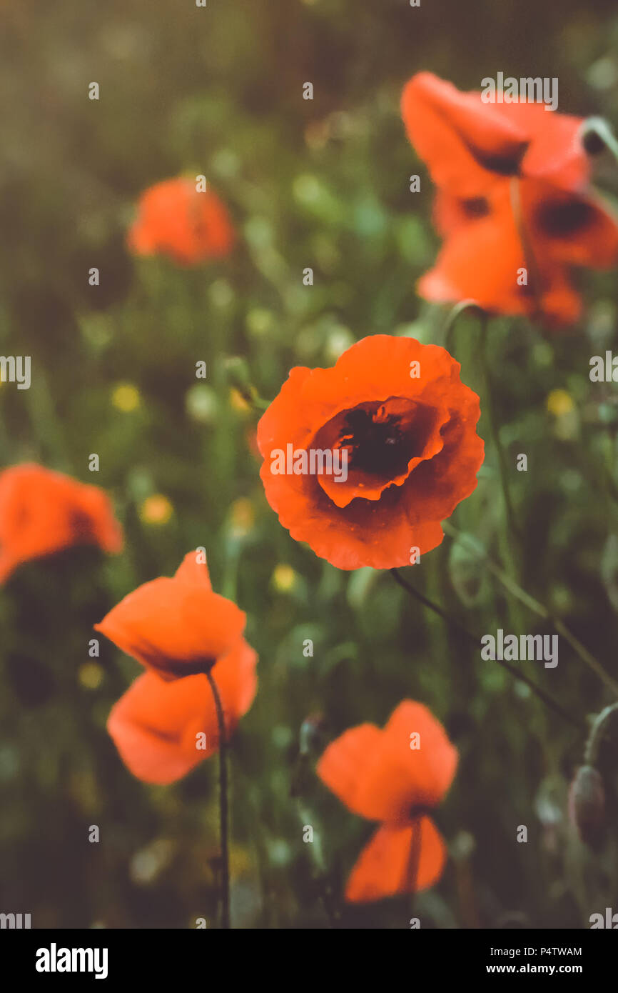 poppy flower bed Stock Photo - Alamy