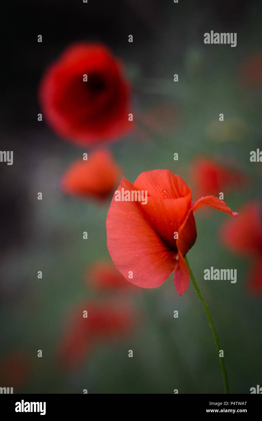 Poppy flower in flied Stock Photo - Alamy