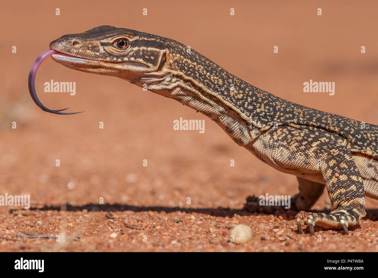 Goulds monitor varanus gouldii hi-res stock photography and images - Alamy