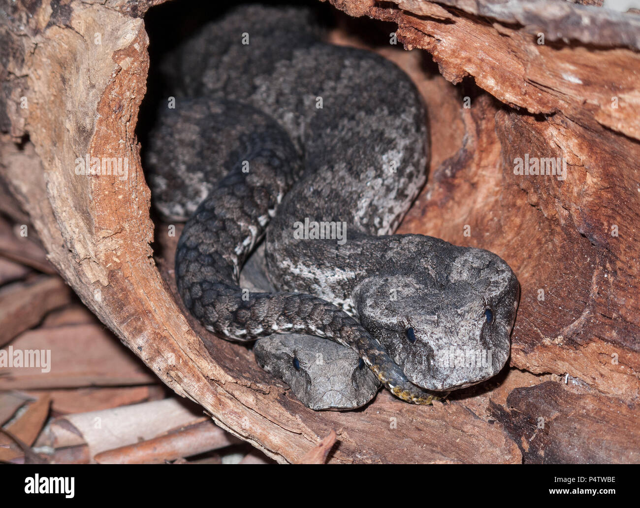 Common or Southern Death Adder Stock Photo - Alamy