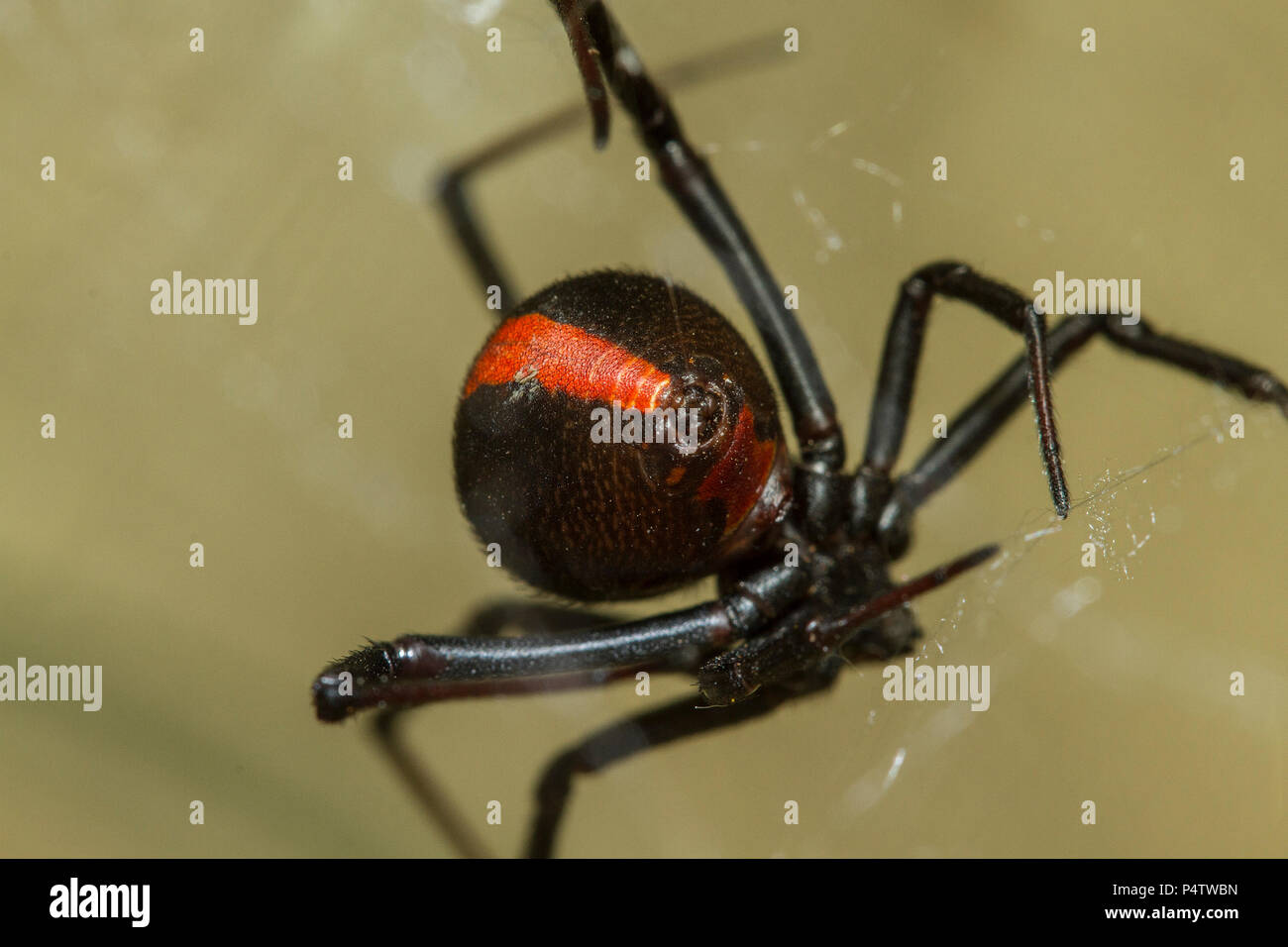 Red back spider latrodectus hasselti hi-res stock photography and ...