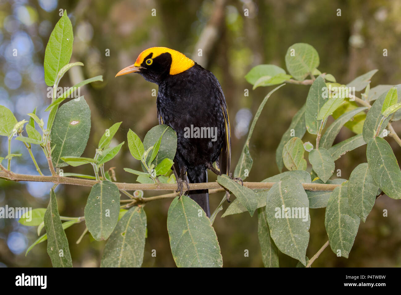 Regent bird hi-res stock photography and images - Alamy