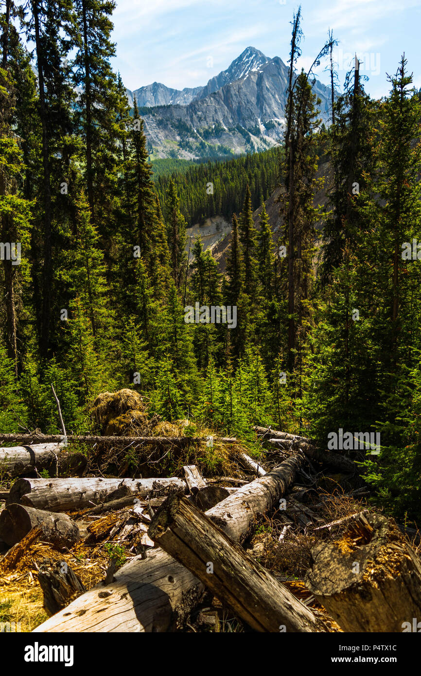 A bunch of logs fallen in a forest in Banff National Park, with Cascade ...