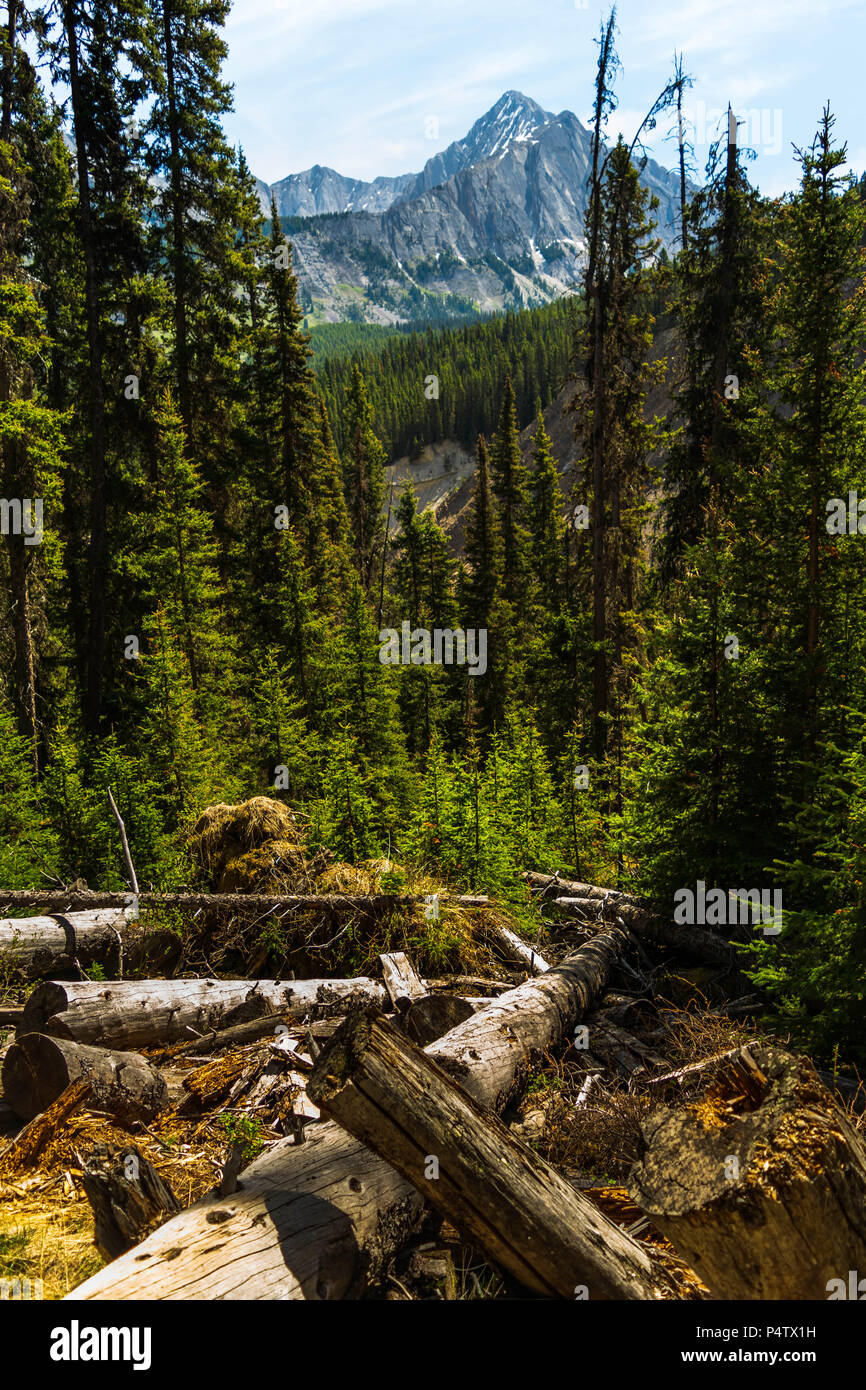 A bunch of logs fallen in a forest in Banff National Park, with Cascade ...
