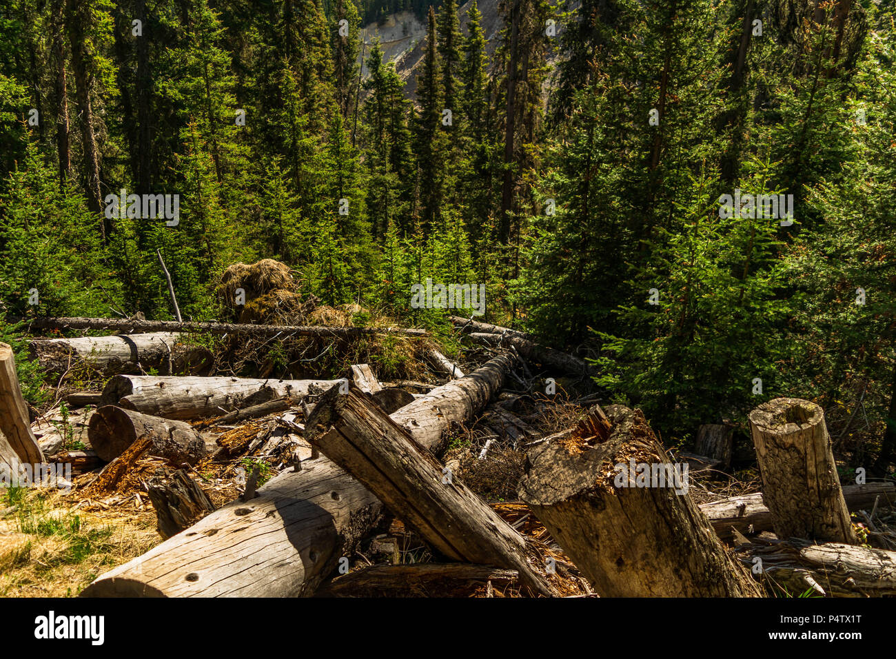 A group of logs fallen in the forest in Banff National Park, Alberta ...