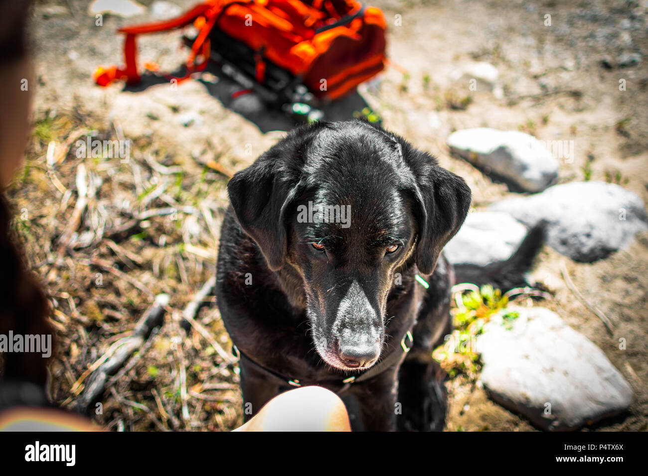 A black Labrador Retriever staring at his owner, waiting for a treat ...