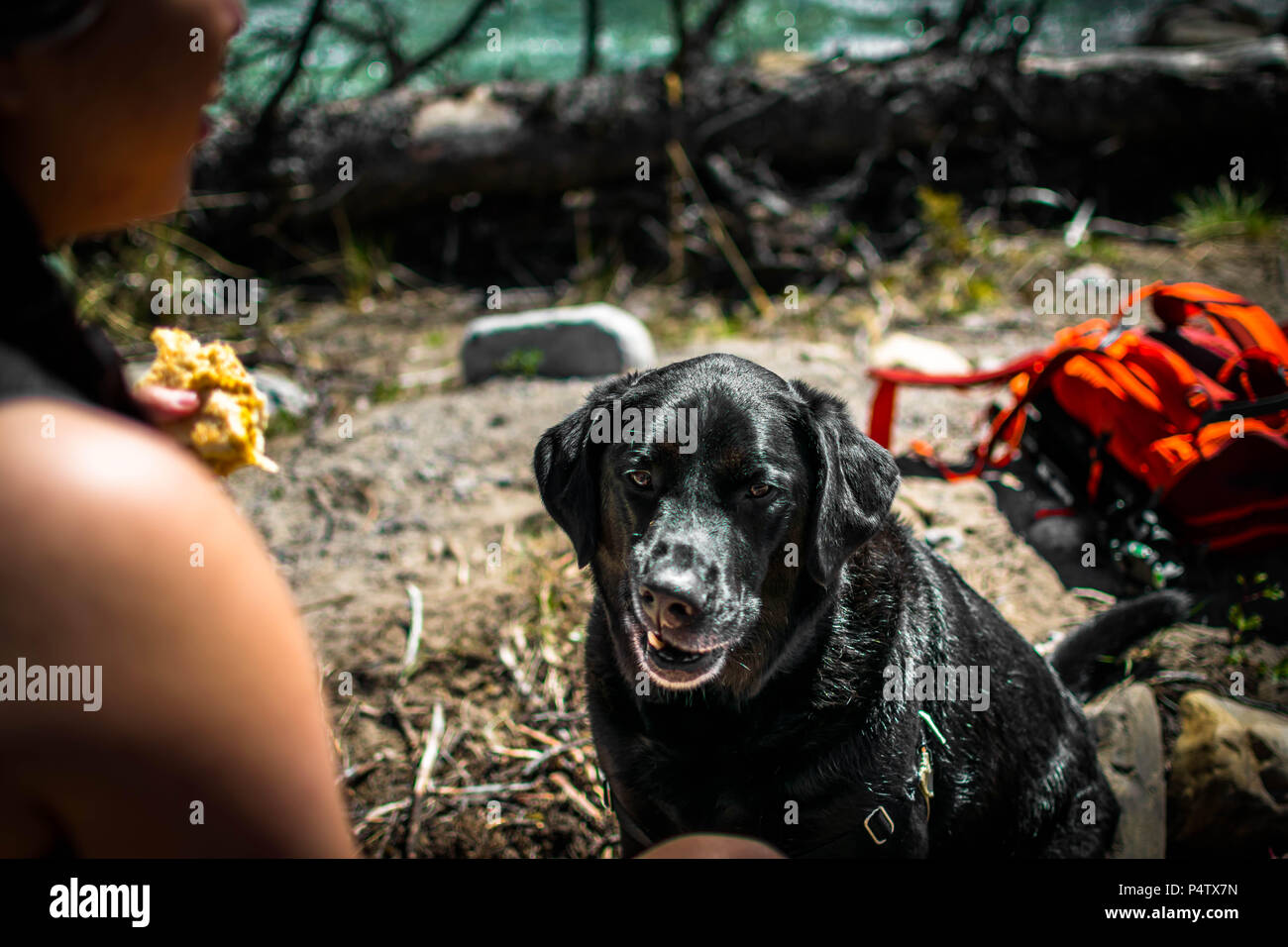 A black Labrador Retriever staring at his owner, waiting for a treat ...