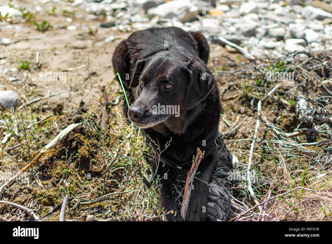 A black Labrador Retriever staring at his owner, waiting for a treat ...