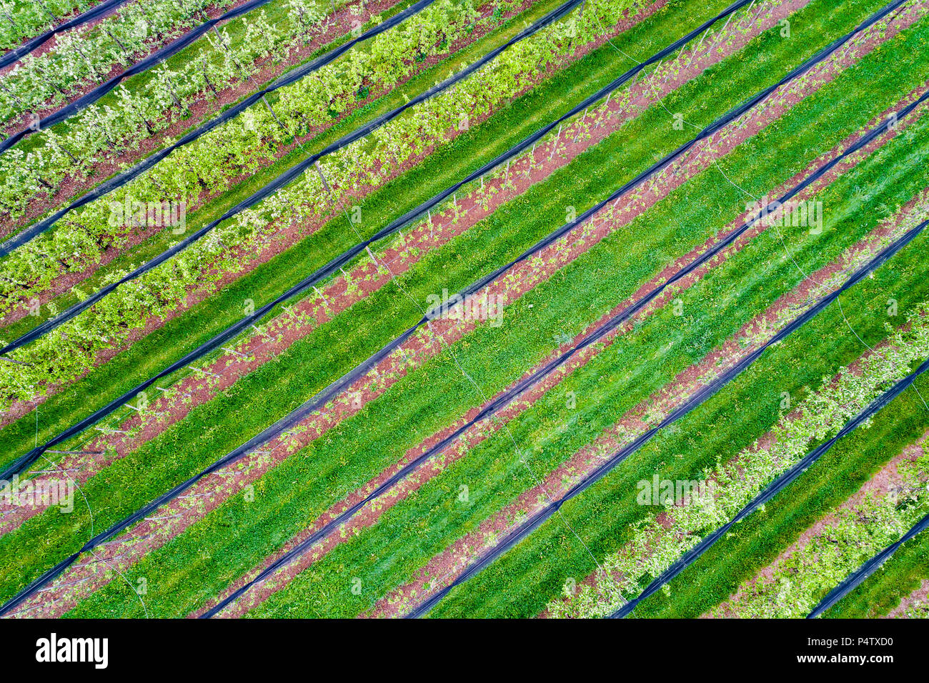 Plantation of trees hi-res stock photography and images - Alamy