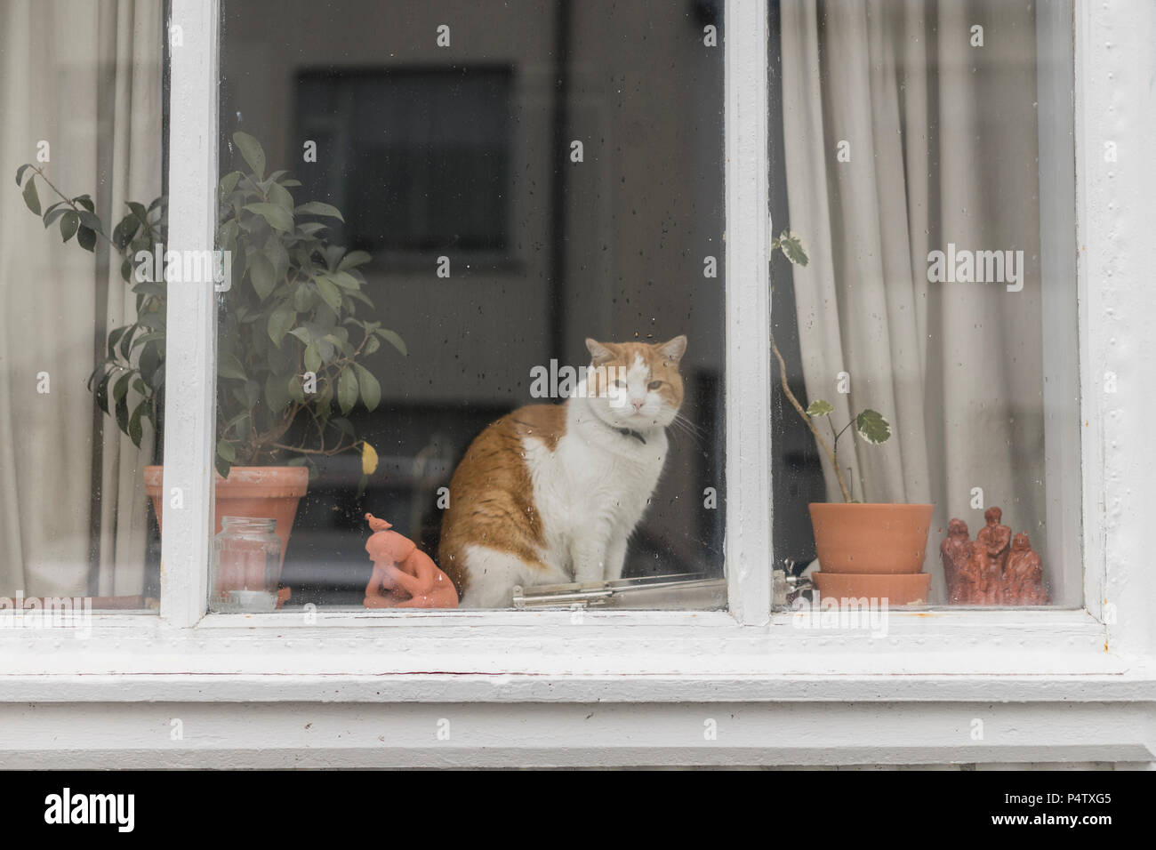 Cat sitting behind window of a residential house Stock Photo - Alamy