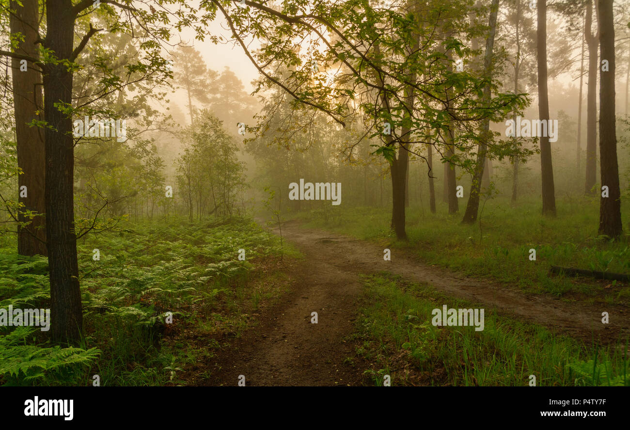 Morning mists. Walk in the forest. Landscape Stock Photo - Alamy