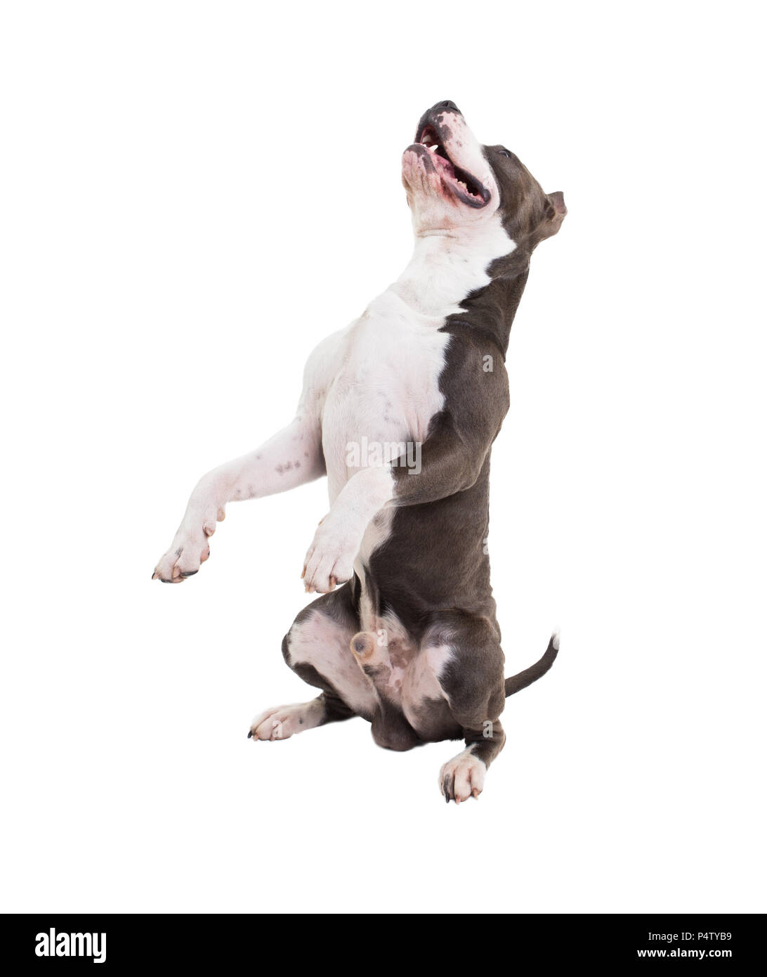 American pit bull terrier posing on a white background in studio ...