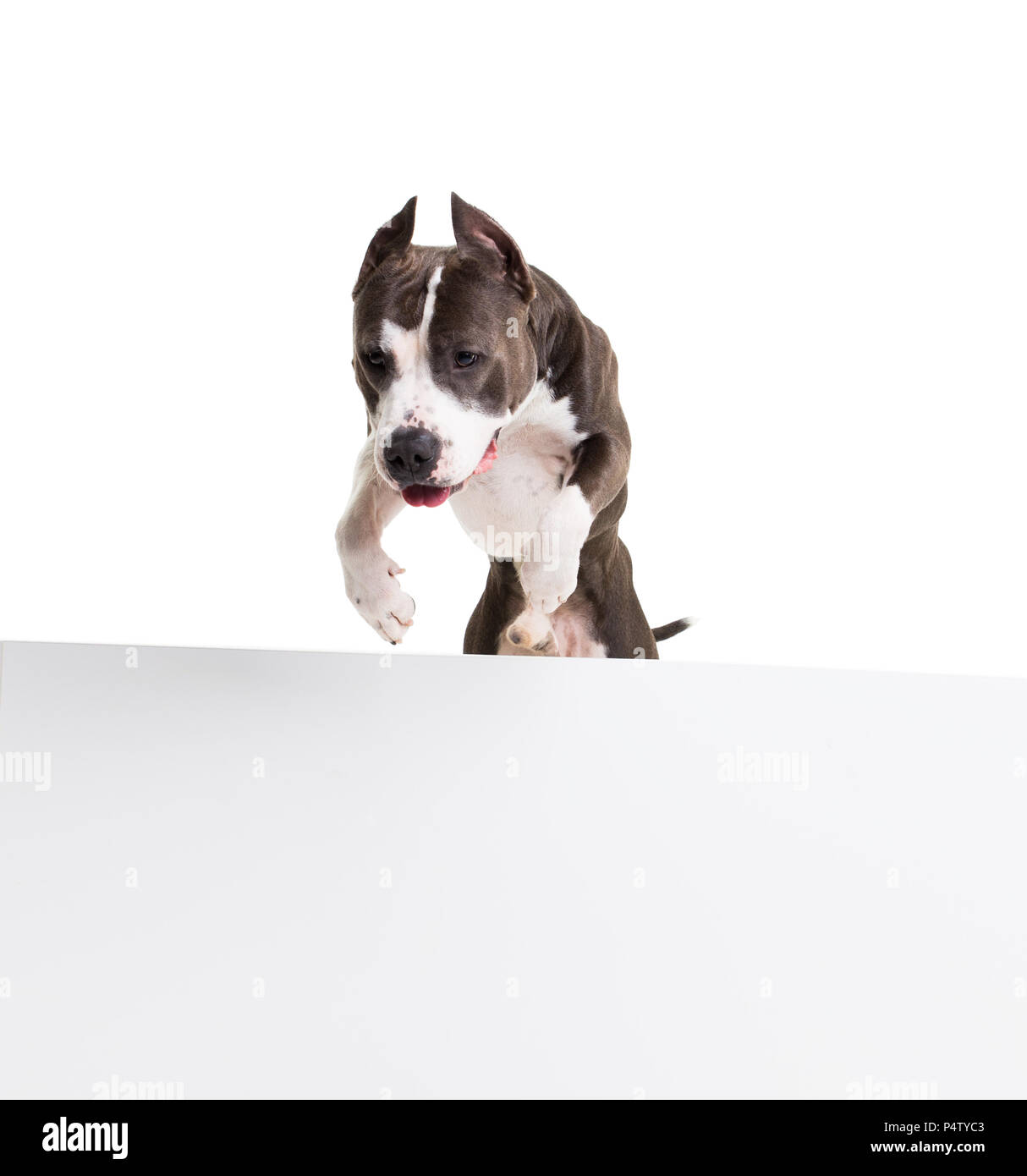 American pit bull terrier jumping over an obstacle in the studio on a ...