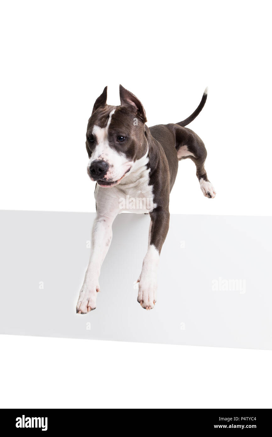 American pit bull terrier jumping over an obstacle in the studio on a ...