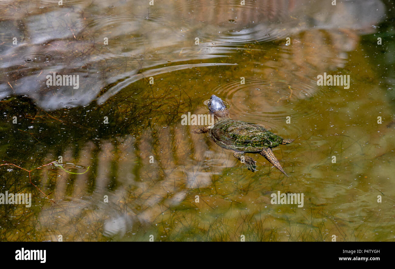 A terrapin in the water at Butrint Stock Photo - Alamy