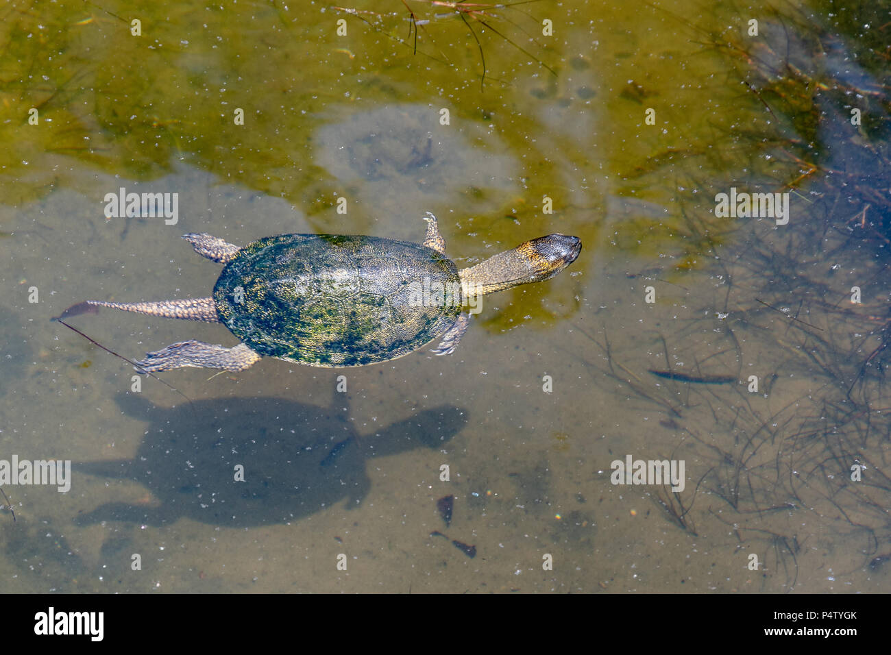 Terrapin in the water hi-res stock photography and images - Alamy