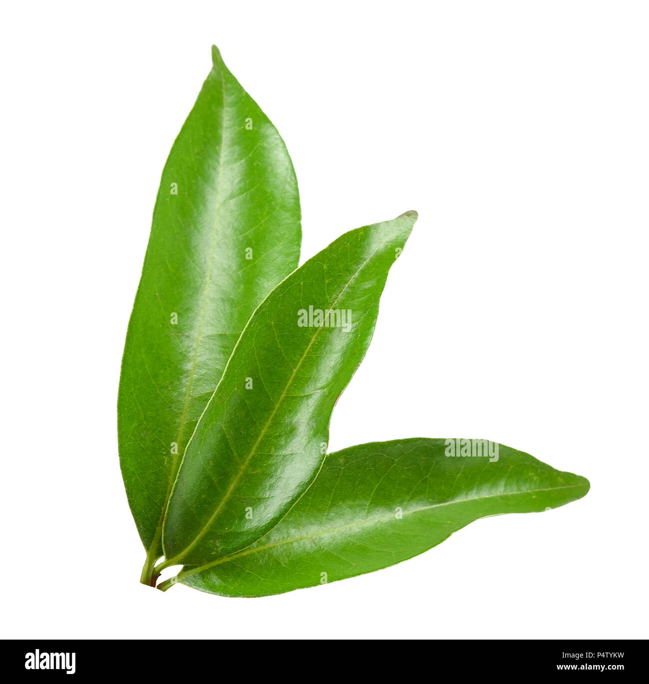Lychee leaf isolated on white clipping path Stock Photo - Alamy