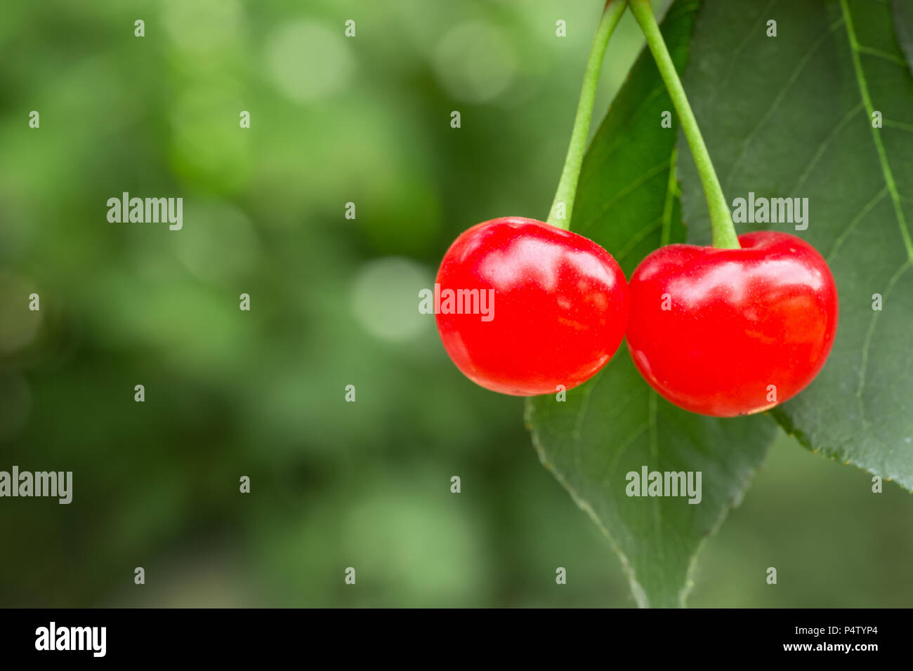 Twig cherry tree ripe hi-res stock photography and images - Alamy