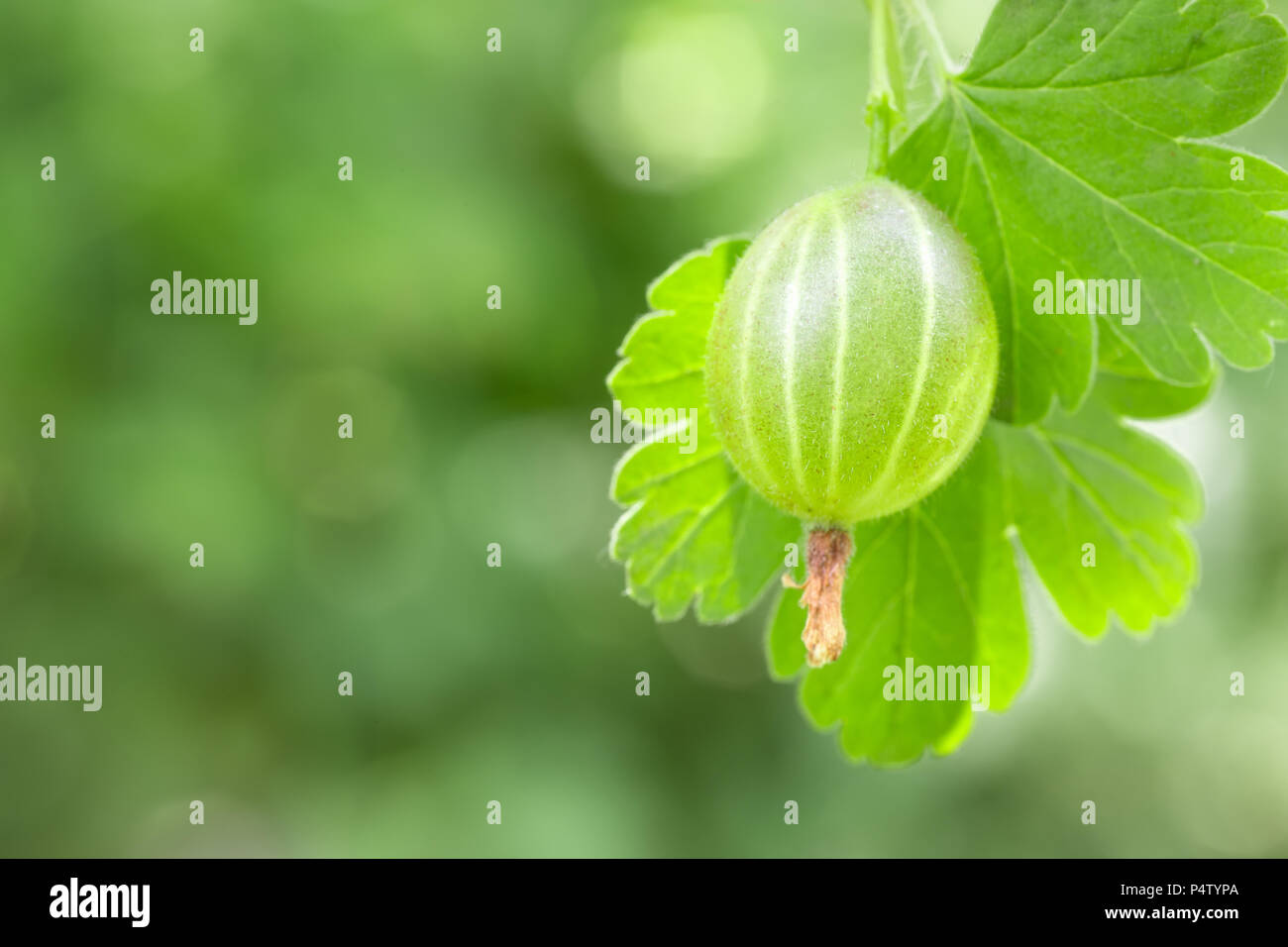 One gooseberry hi-res stock photography and images - Alamy