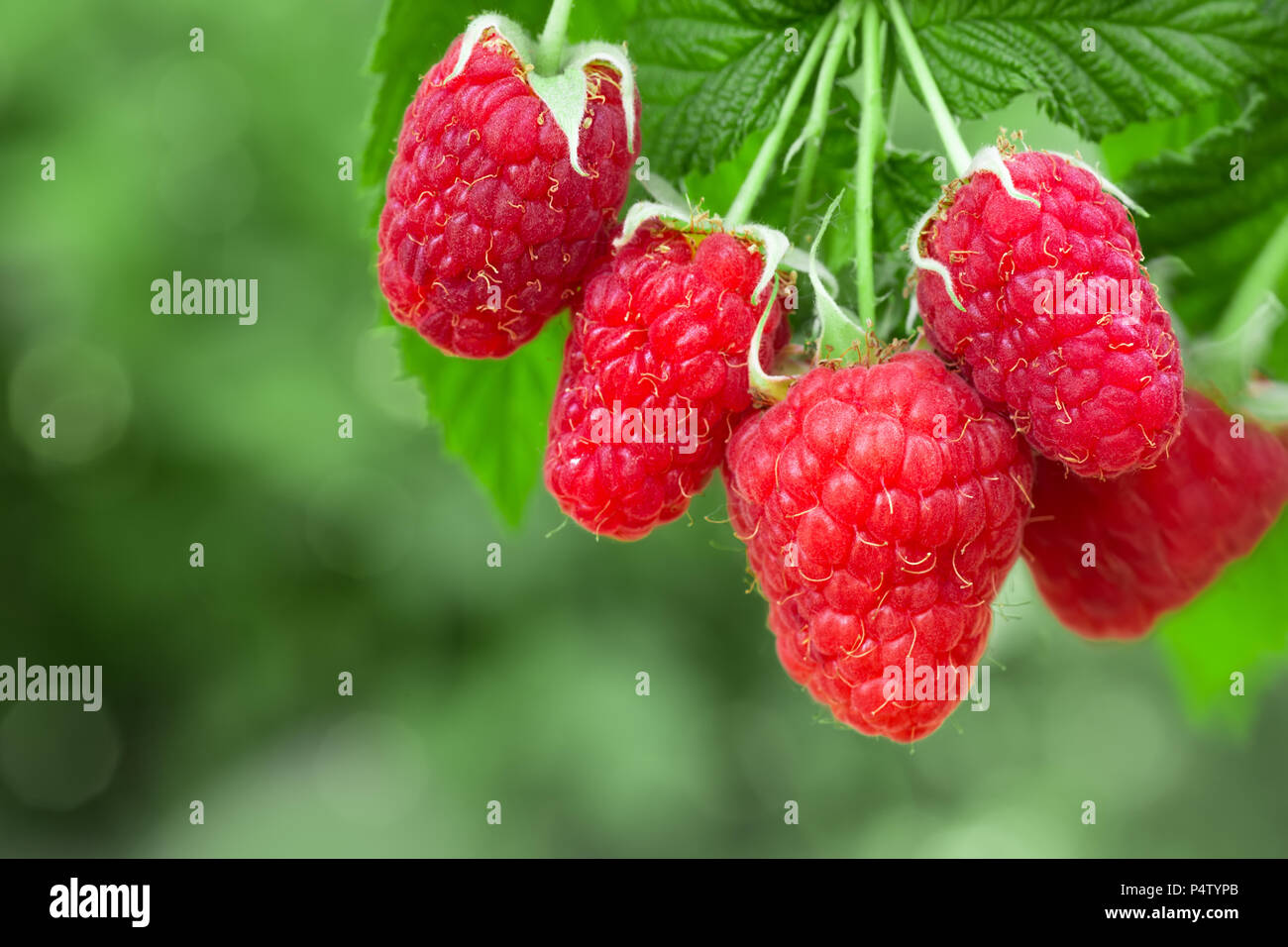 raspberries on the bush Stock Photo - Alamy