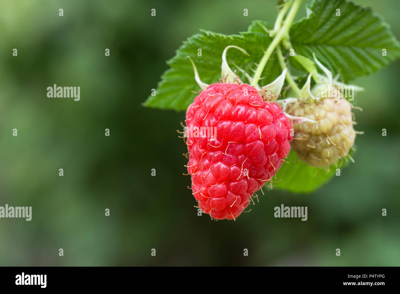 Green bush branch on garden hi-res stock photography and images - Alamy
