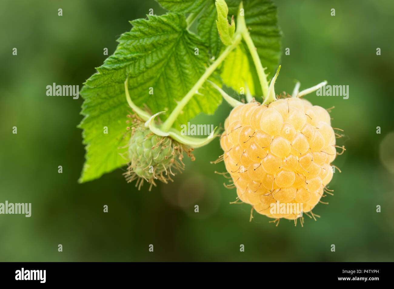 yellow raspberry on the bush Stock Photo - Alamy