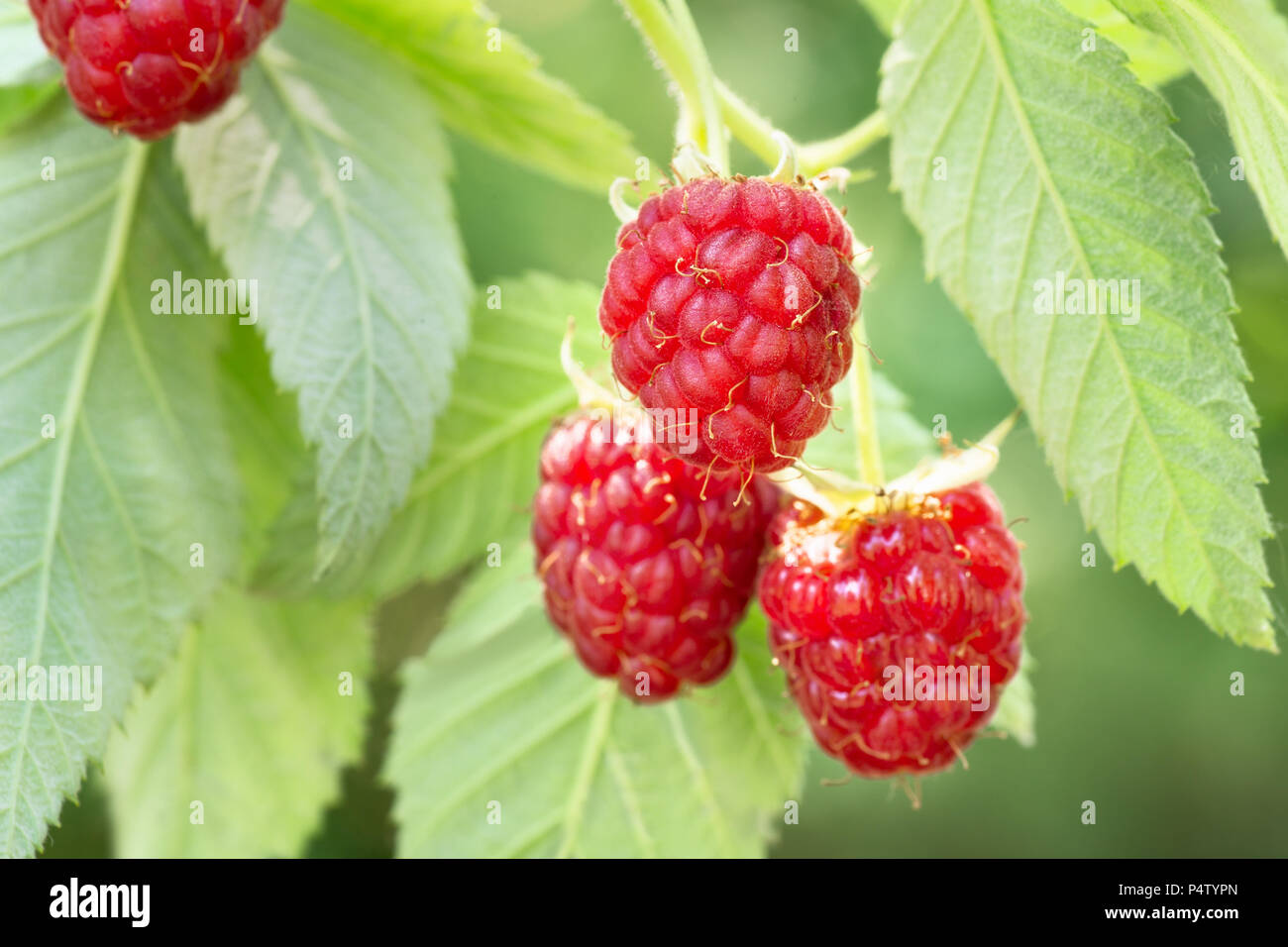 raspberries on the bush Stock Photo - Alamy
