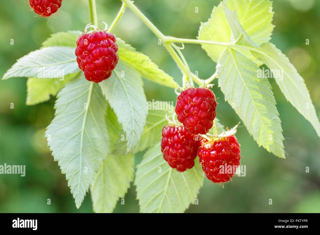 Green bush branch on garden hi-res stock photography and images - Alamy