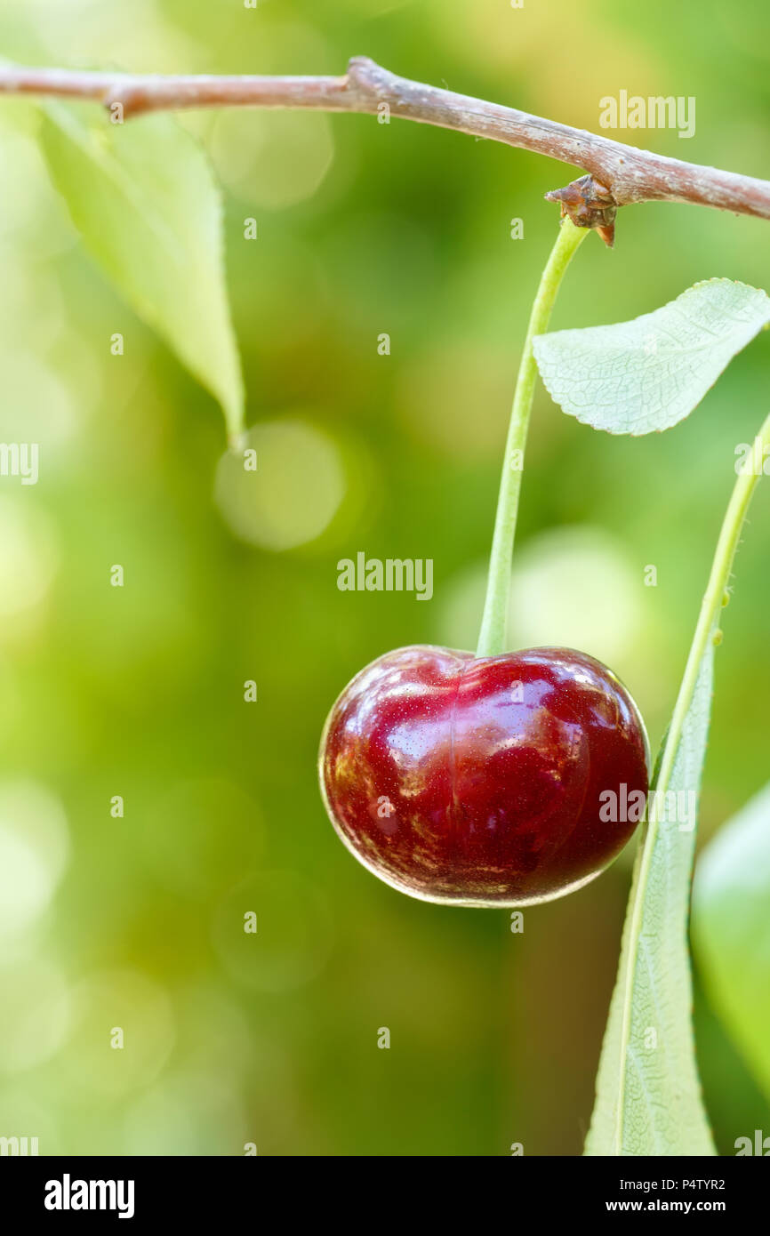 Cherry summer tree hi-res stock photography and images - Alamy