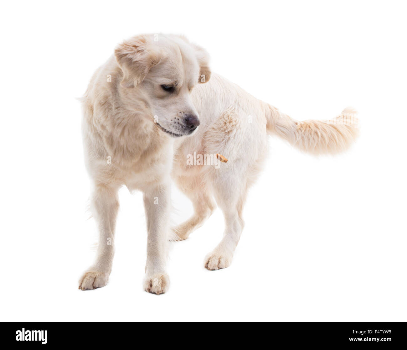 golden retriever jumping, catching food against a white background ...