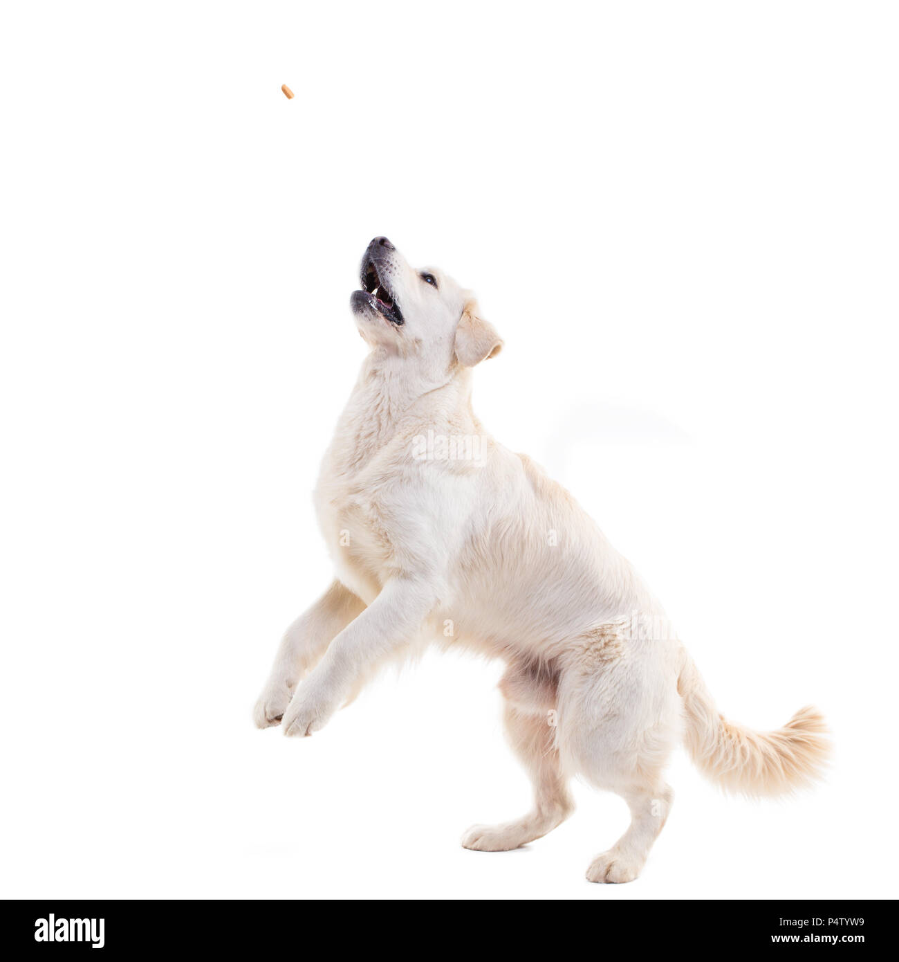 golden retriever jumping, catching food against a white background ...