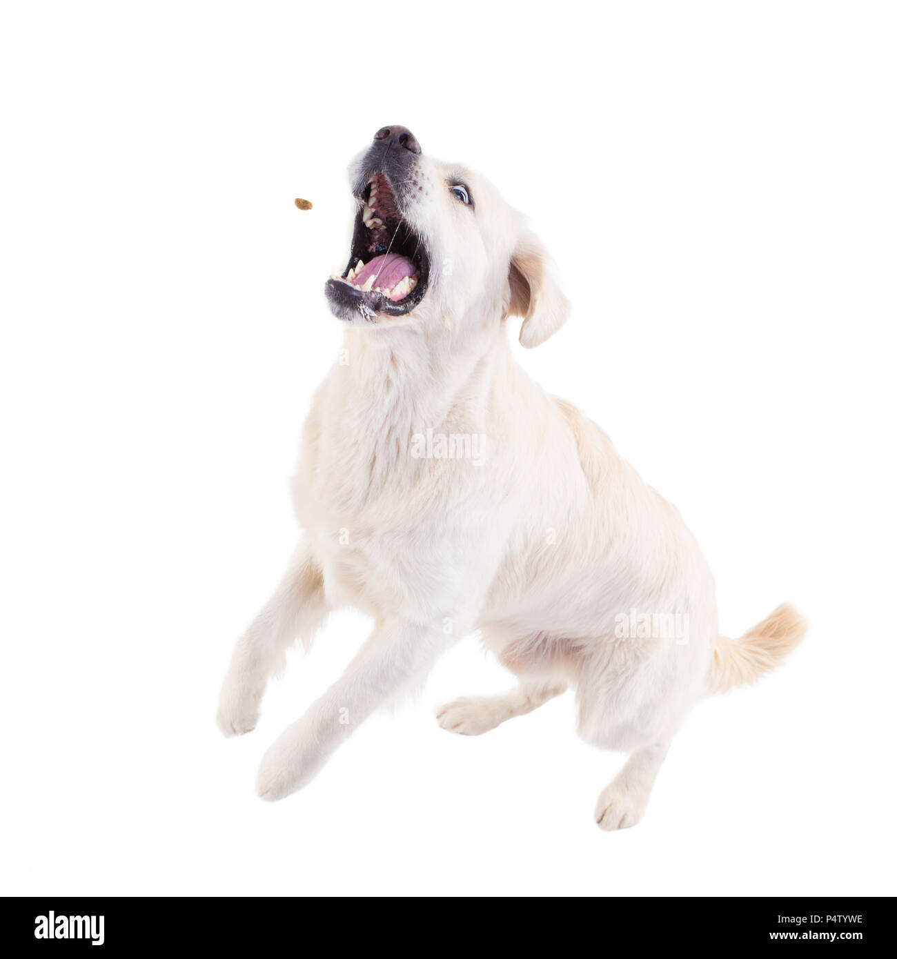 golden retriever jumping, catching food against a white background ...